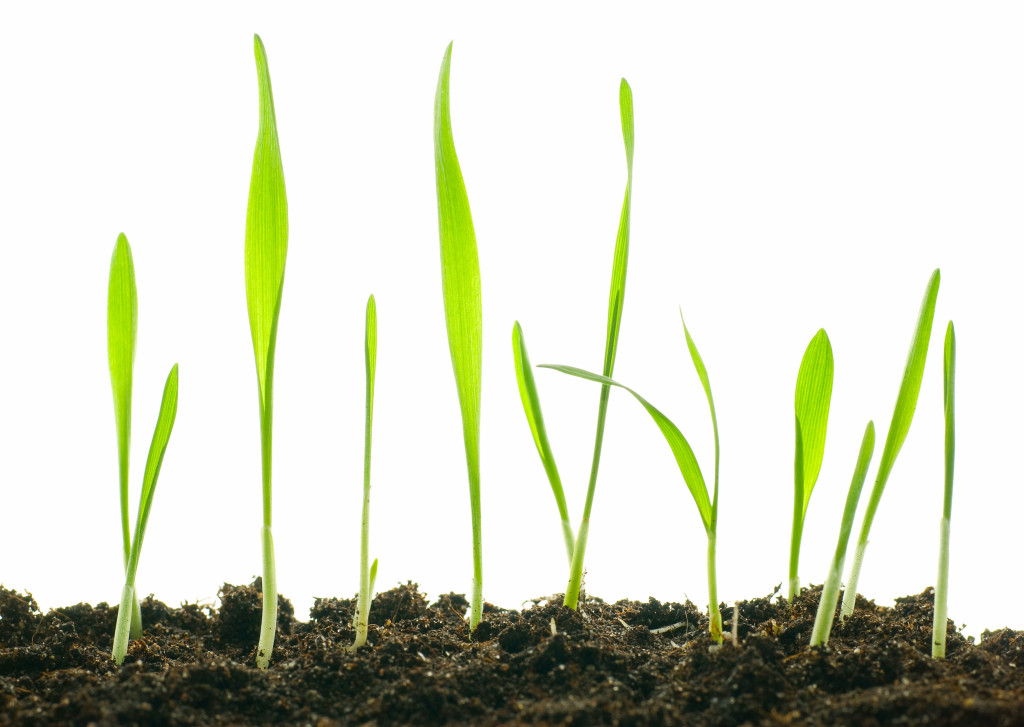 isolated plants - Cadence Group